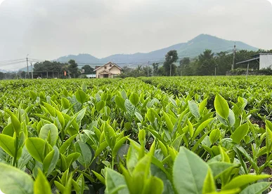 Tea Tour – Tea J Tea